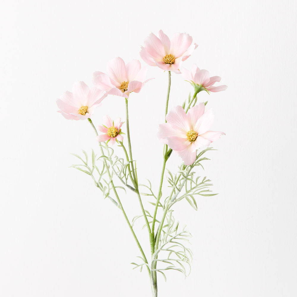 Cosmos (Light Pink) – Seaholly Flowers