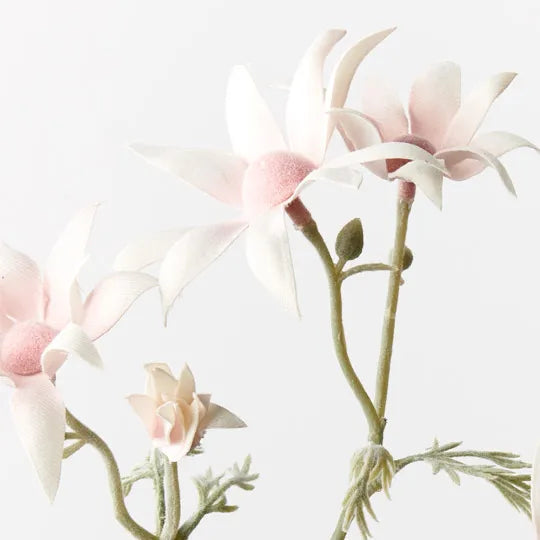 Flannel Flower (Light Pink) – Seaholly Flowers
