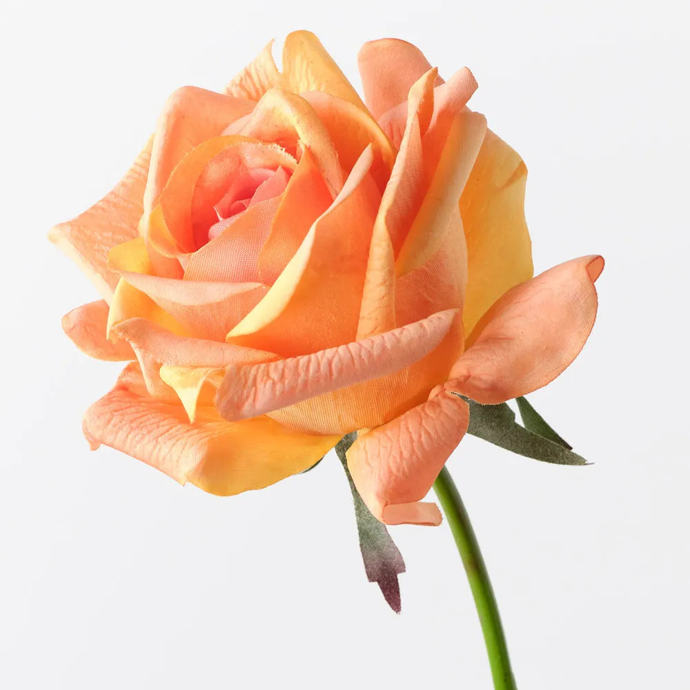 Kim Rose - Orange – Seaholly Flowers