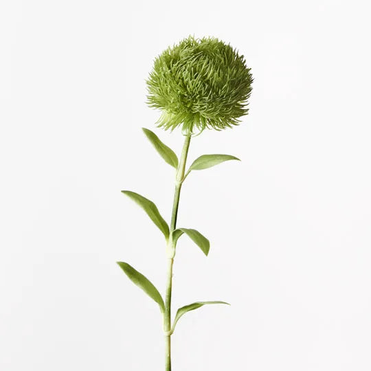 Green Trick (Dianthus) – Seaholly Flowers