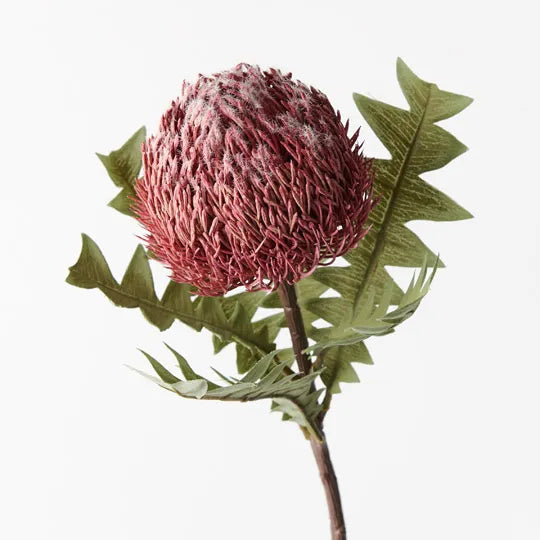 Banksia Acorn (Pink) – Seaholly Flowers
