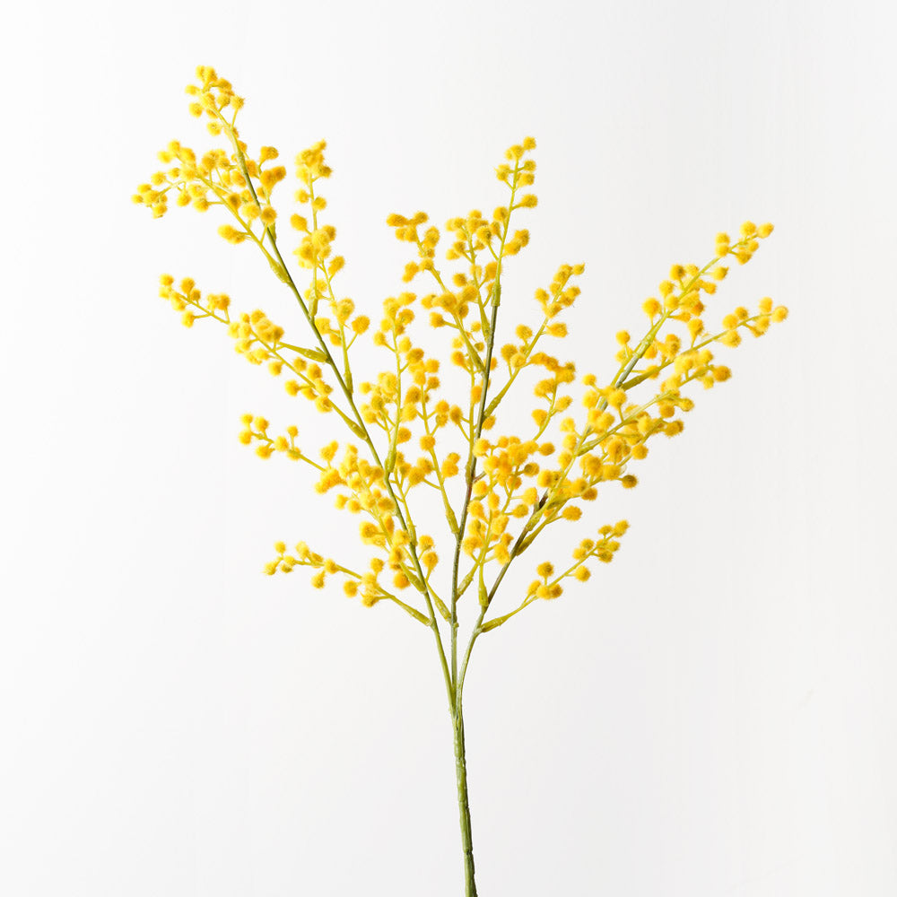 Wattle (Yellow) – Seaholly Flowers
