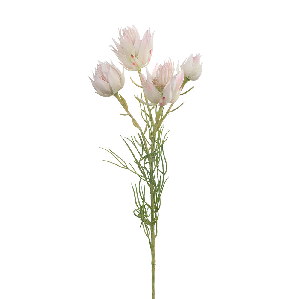 Blushing Bride (Cream Pink) – Seaholly Flowers